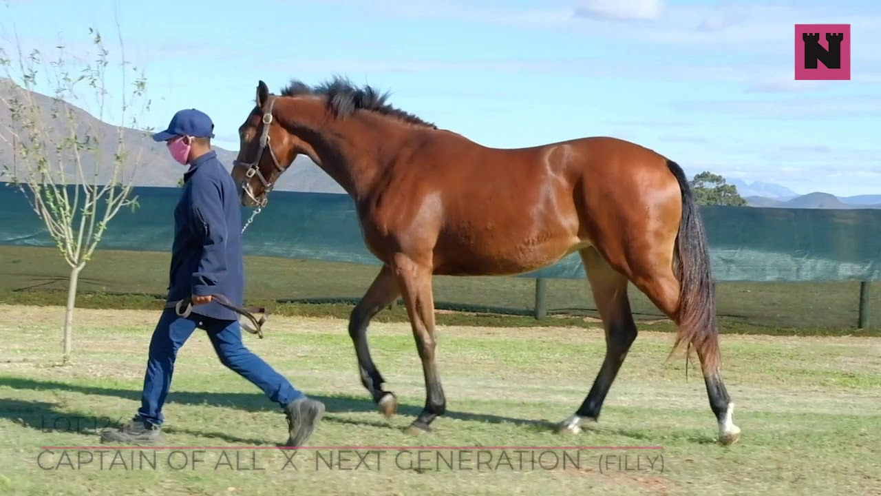 Captain Of All - Next Generation filly for sale on Gavelhouse South ...