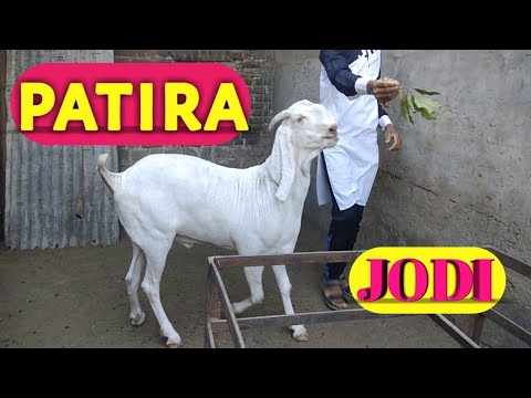 Patira goat|| patira bakra|| Taj goat farm|| mob no. 9594929133 - YouTube