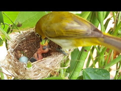GREEN PRAWN Feeding to Baby White | Series of Insects worms feeding ...