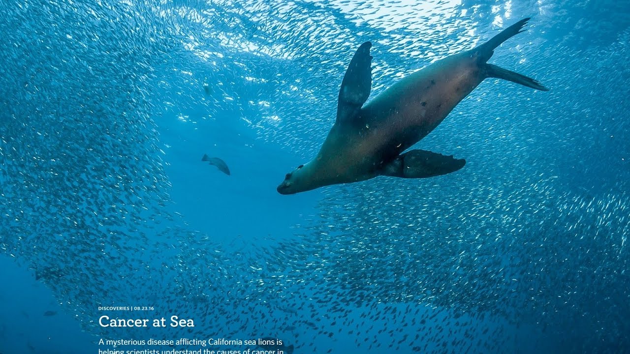 “Mysterious Cancer” Killing Sea Lions Along US West Coast..Fukushima ...