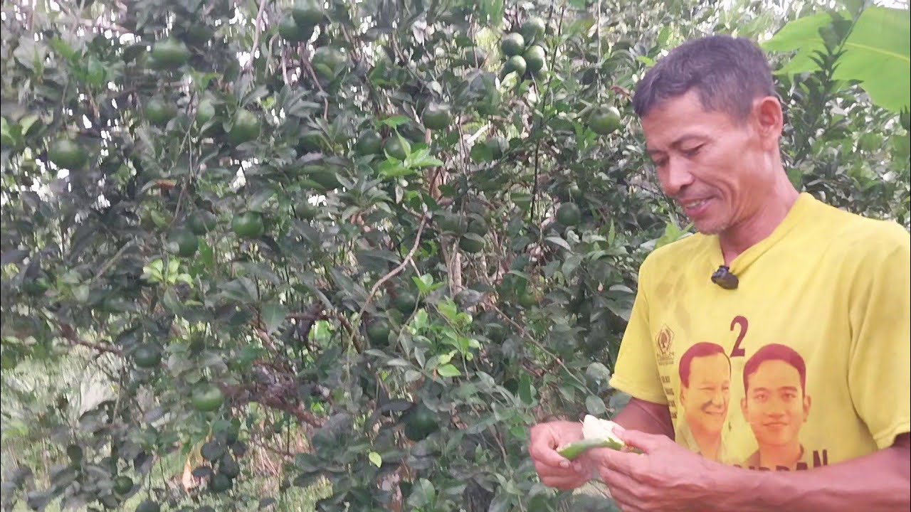 KEBUN‼️ORGANIK PAK SUMITRO DARI CILACAP SUBURNYA LUARBIASA KARYA PETANI ...