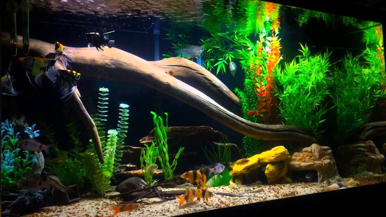 Introducing Clown Loaches to the 120 Gallon Tank - YouTube