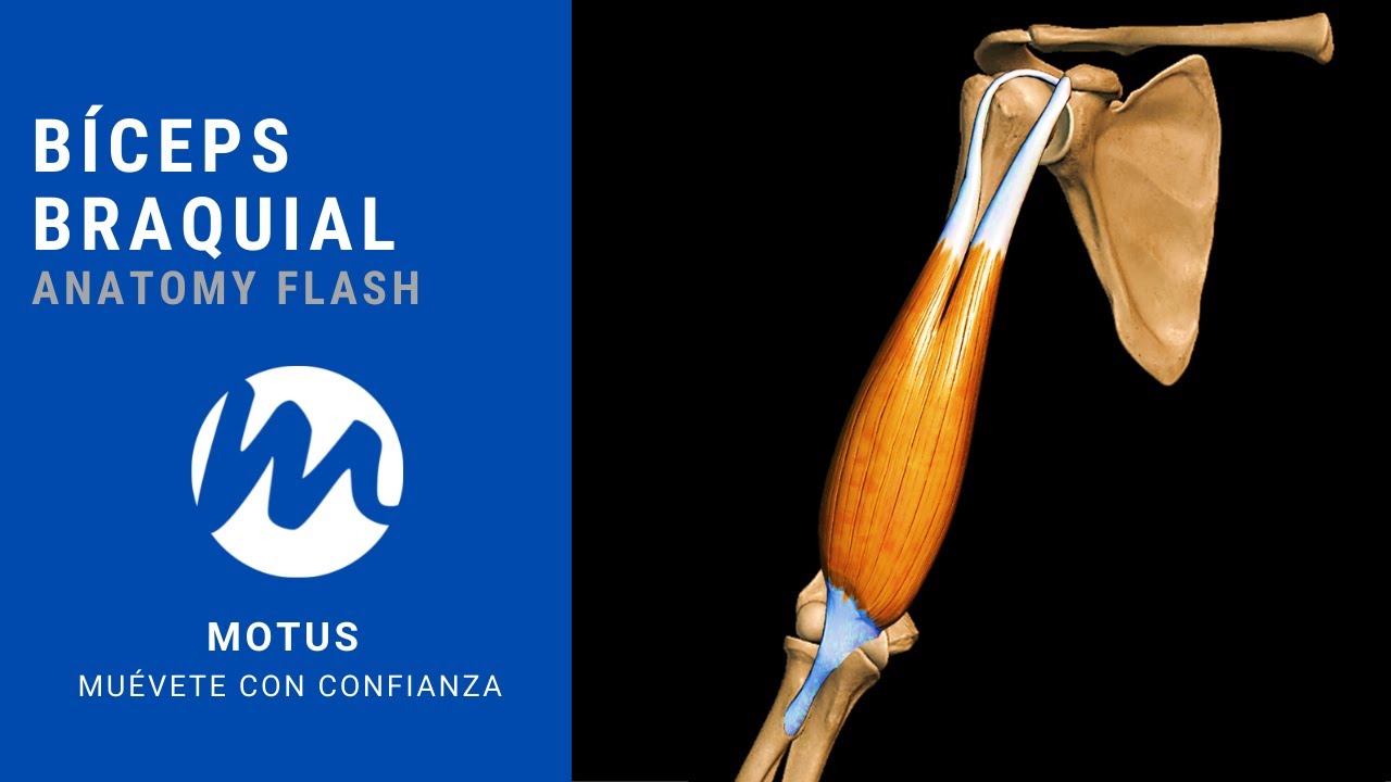 Músculo Bíceps Braquial - Anatomy Flash - YouTube