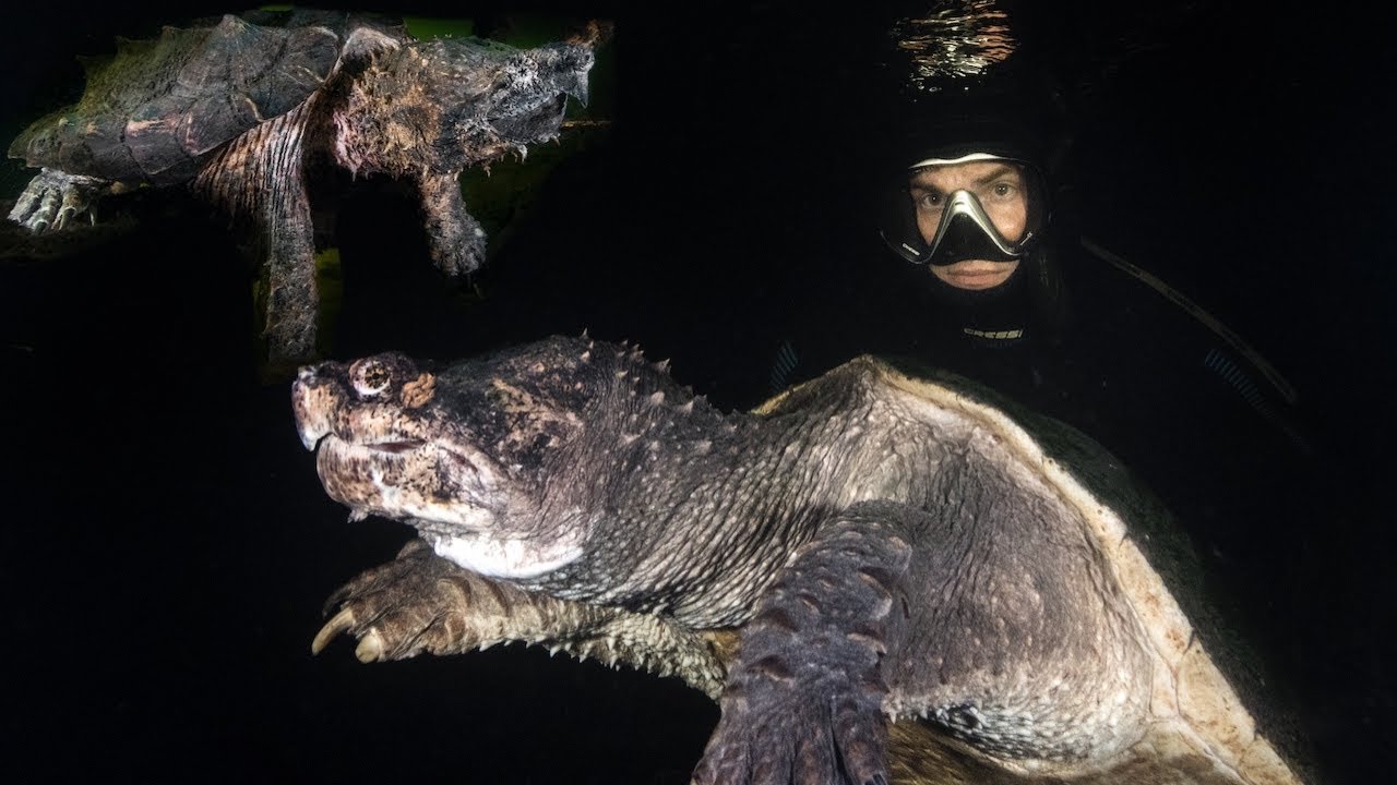 Catching Huge Snapping Turtles at Night - YouTube