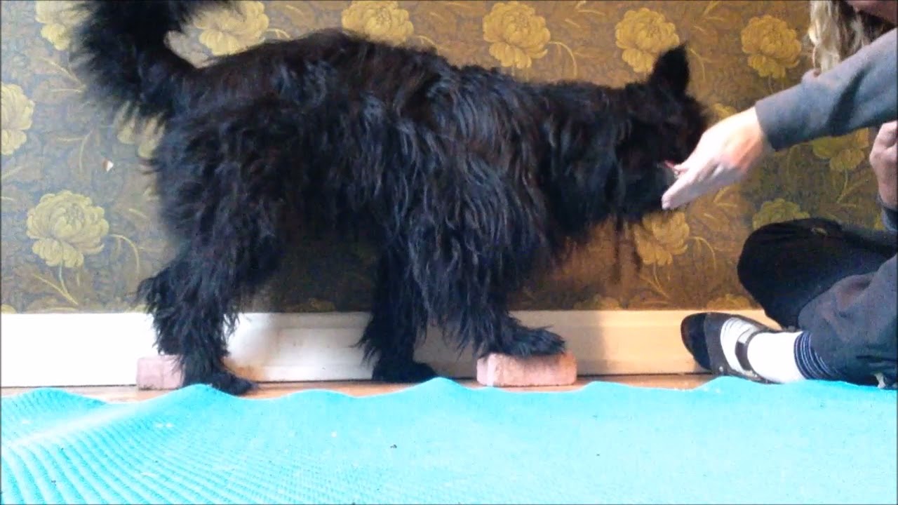 Diagonal paw targets (Orax) - YouTube