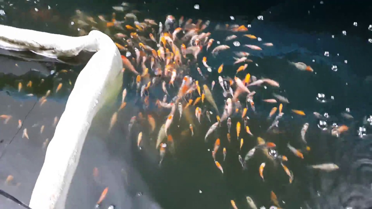 Baby koi 3 month old, Kohaku, sanke, showa, shiro bekko, Ki Utsuri ...