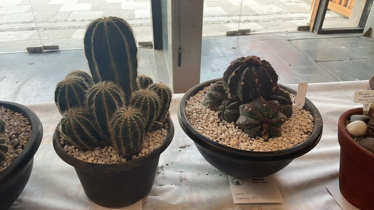 cactus competition - YouTube