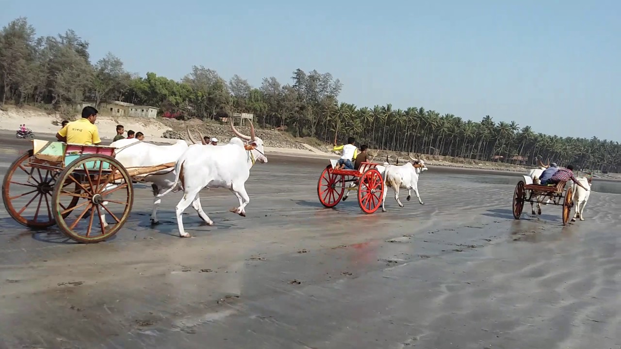 Nandgaon beach bailgadi sharyat.... - YouTube