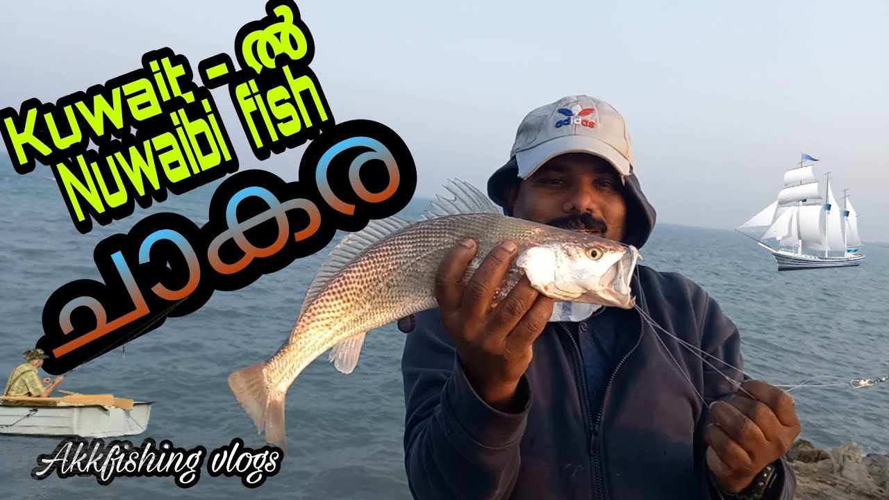 Kuwait ൽ Nuwaibi fish ചാകര തുടങ്ങി /بدأ سوق نويبي للأسماك في الكويت ...