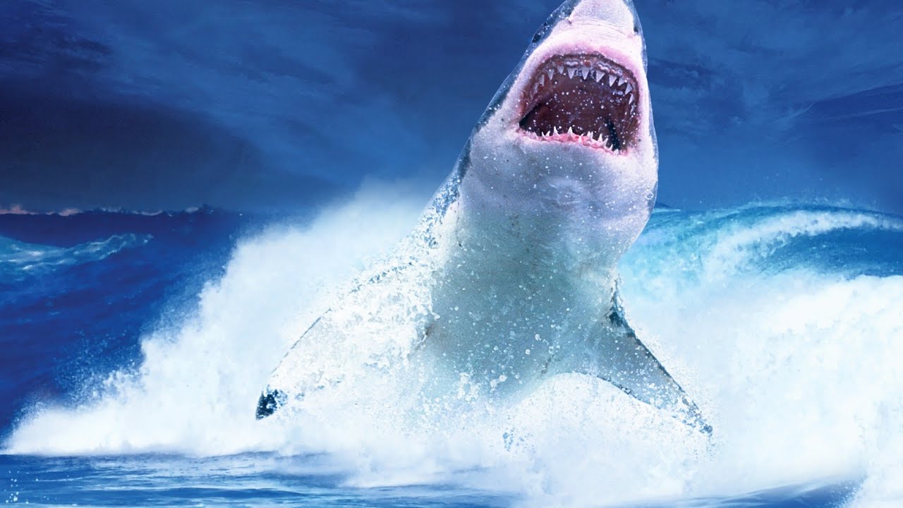 》Top 7 - Die schnellsten Fische der Welt - YouTube