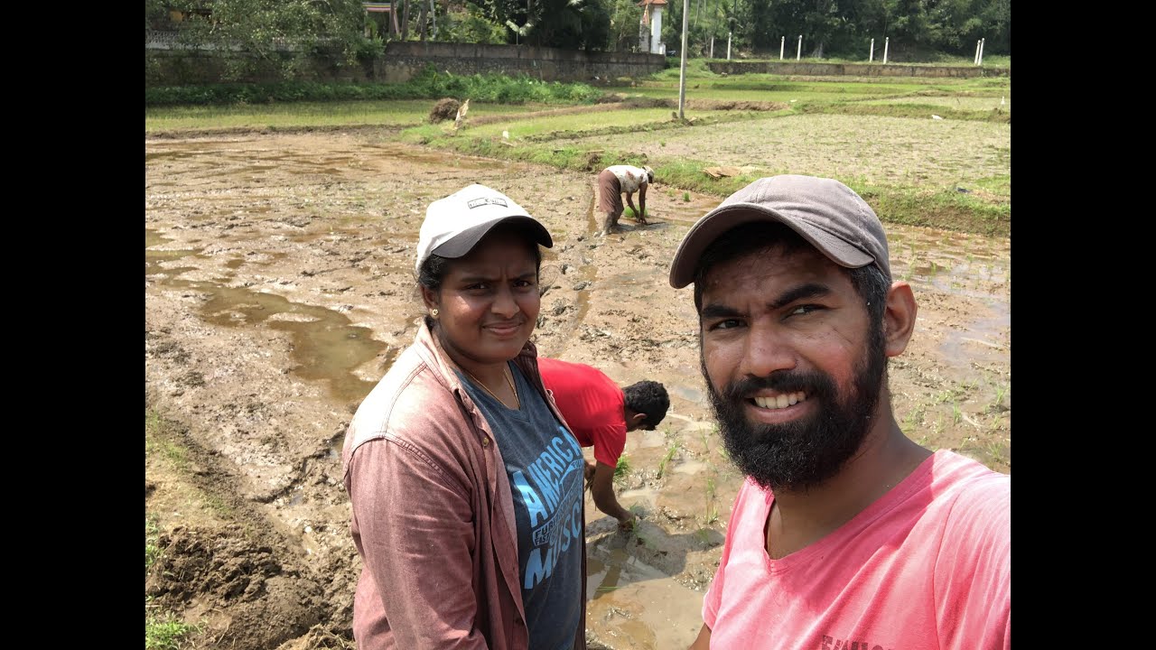 බිම සකස් කිරීම හා පැරෂුට් ක්‍රමයට ගොයම් සිටවීම.(Preparing and Planting ...