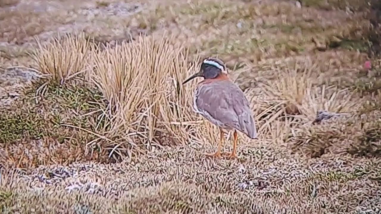 Diademed Sandpiper Plover - phonescoped. Marcapomacocha Road - YouTube