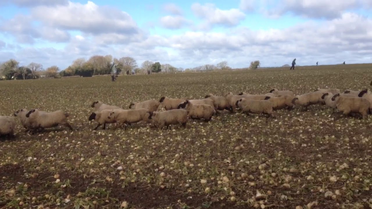 Running sheep - YouTube