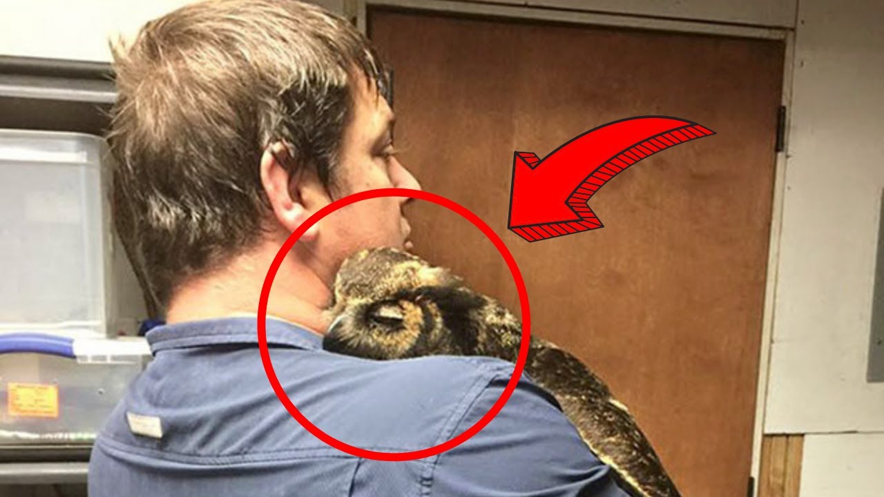This Great Horned Owl Was Overwhelmed When She Encountered A Familiar ...