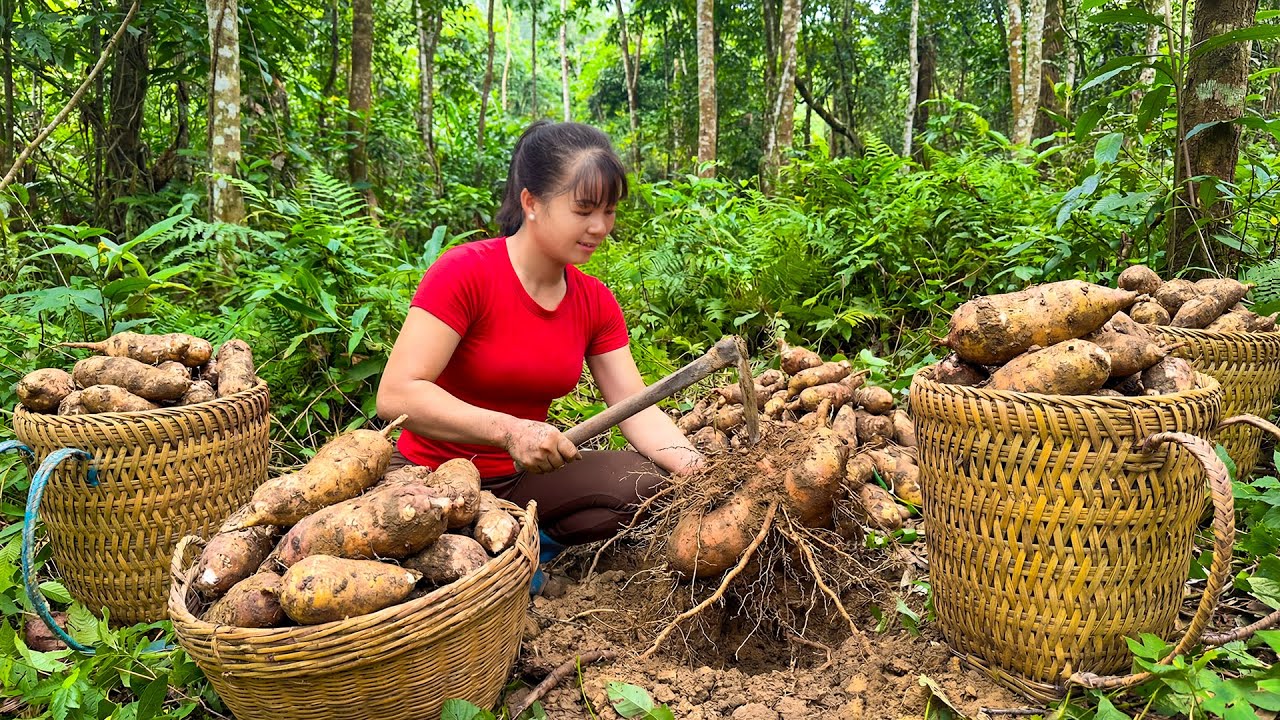 TIMELAPSE -- Harvest Giant Wild Tubers from Our Garden to Sell at the ...