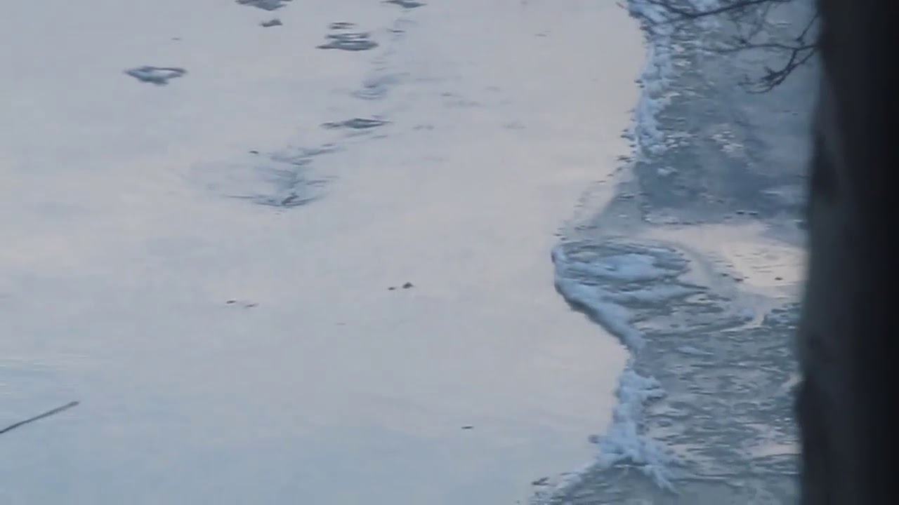 Icelandic lake monster Lagarfljot Worm seen again_ monstruo del lago en ...