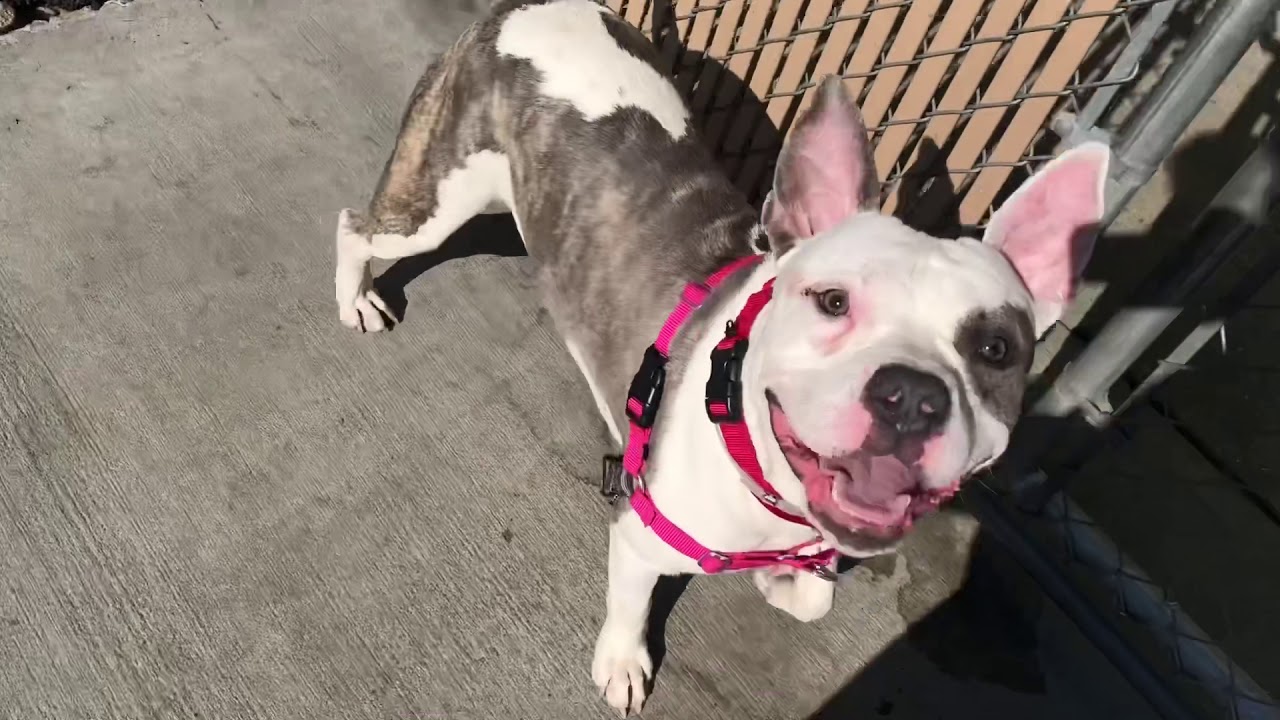 Odie 90559 Athlete, lover, looker NYCACC - YouTube