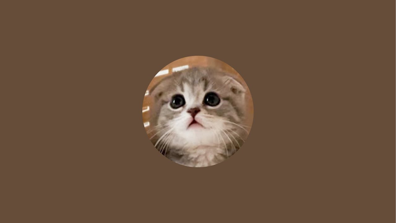 Lulu the Cat がライブ配信中！ - YouTube