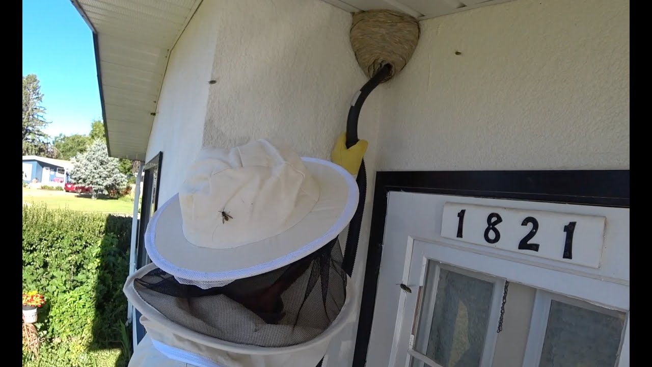 Large Yellow Jacket Nest Relocation - YouTube