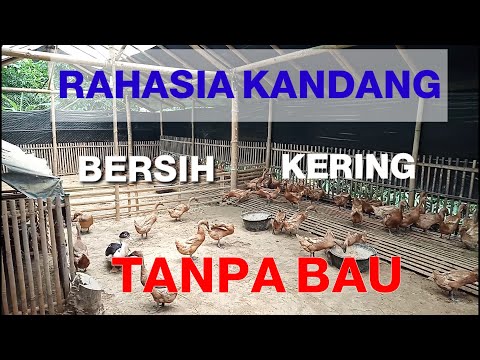 Kandang Bebek Petelur modern Kering Tanpa Bau