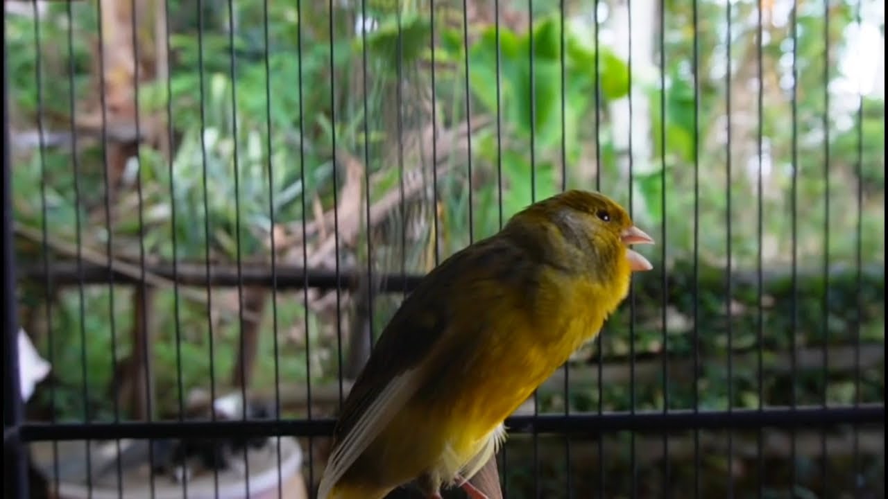 Beautiful Canary singing for Relaxing bird sound & for sleep & study ...