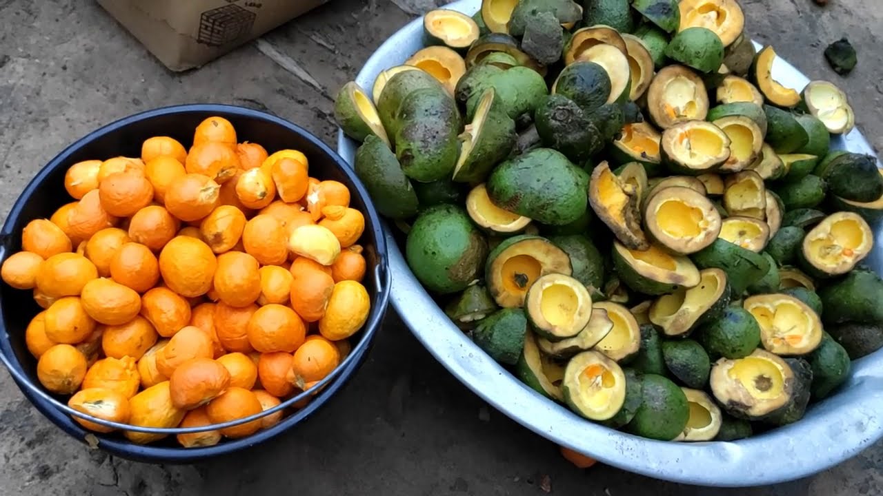 Como Conservar Pequi Congelar Sem Amargar por anos | Pequi do Norte de ...