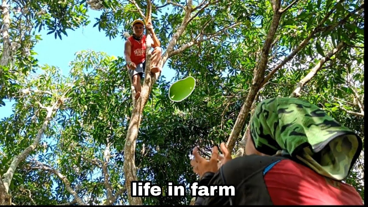 DAILY ROUTINE DURING DRY SEASON, ONE HECTARE FARM: LIFE IN FARM EPISODE ...