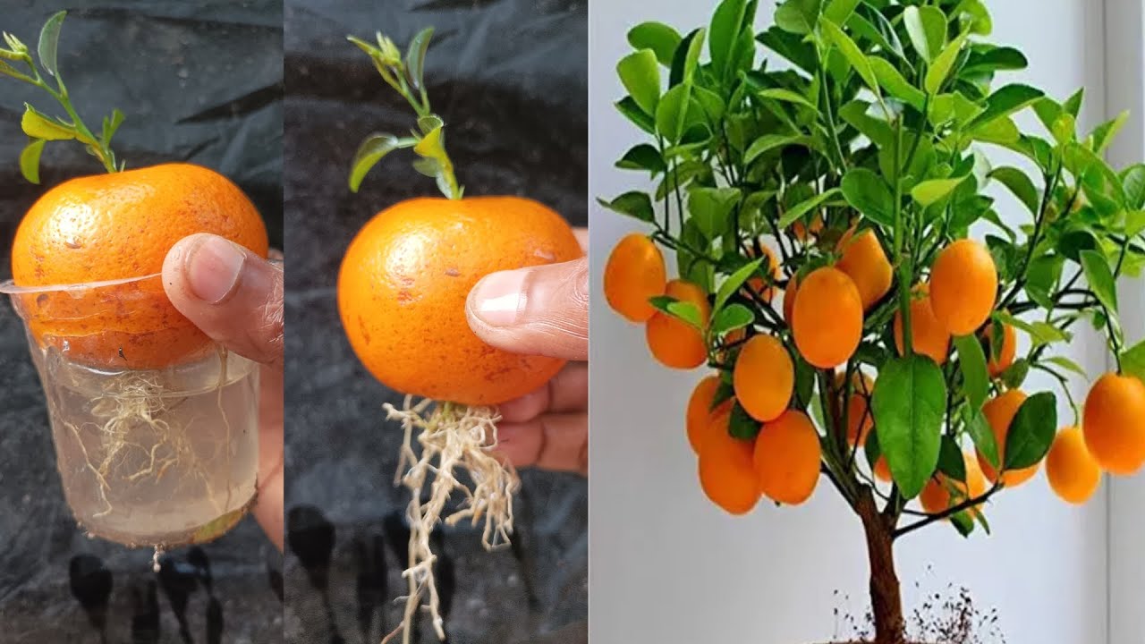 Growing Orange Tree From Orange With Water Propagate Orange Tree Step Growing Orange Tree From Orange With Water Propagate Orange Tree Step