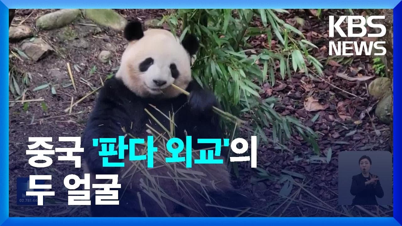 중국 ‘판다 외교의 두 얼굴 Kbs 20230403 Youtube