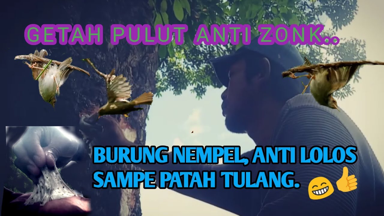 CARA BIKIN GETAH PULUT BURUNG, LEM TIKUS OPLOS LANGSUNG DI POHON ...