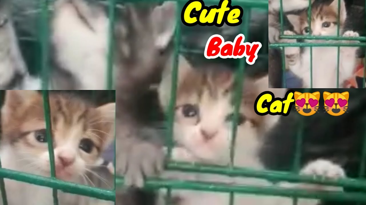 Meow-meow baby cat so cute - YouTube