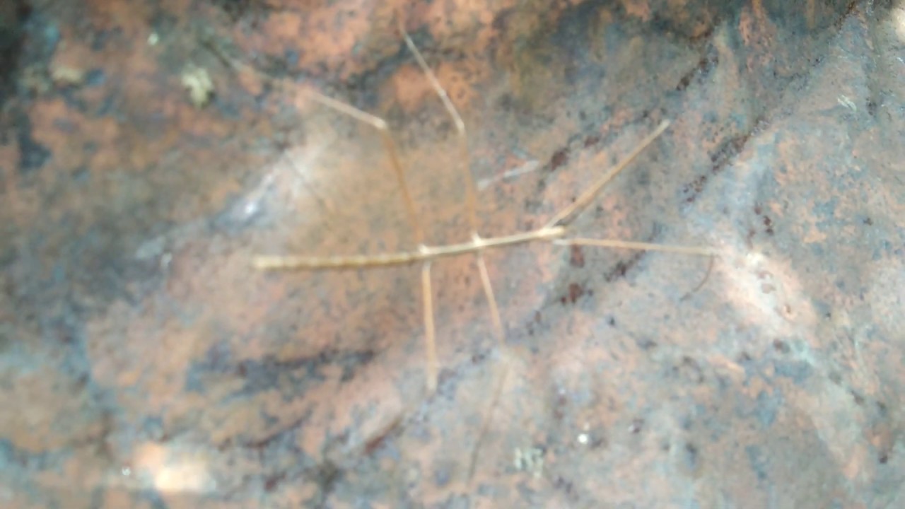 Keeda Animal video, jungle small animal, - YouTube