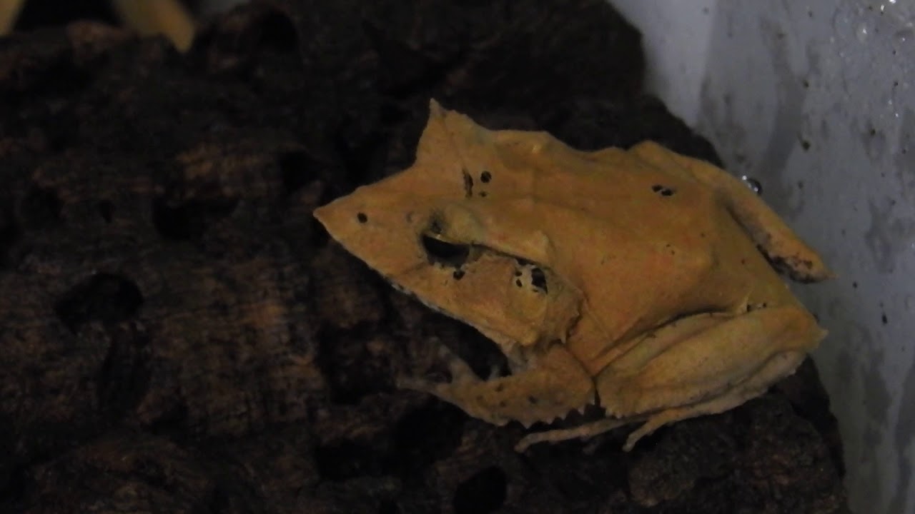 Solomon Island Eyelash Frog - Ceratabatrachus guentheri - YouTube