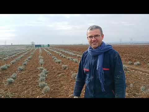 LAVANTA TARIMI VE LAVANTA YETİŞTİRİCİLİĞİ | ÖZKAN DEMİRCAN ANLATIYOR
