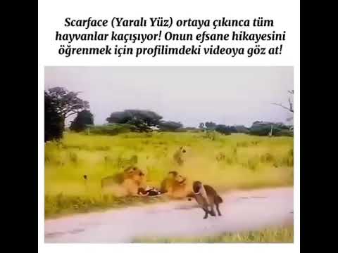 Aslan kral Scarface ortaya çıkınca kaçacak delik arıyor sırtlanlar. #lion #çocuk #anime #animals