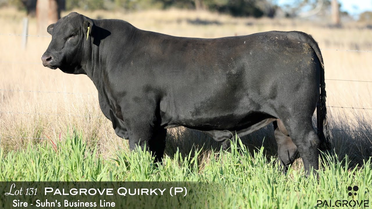 Palgrove Bull Sale 2021 – Lot 131 Palgrove Quirky Q587 (P) - YouTube