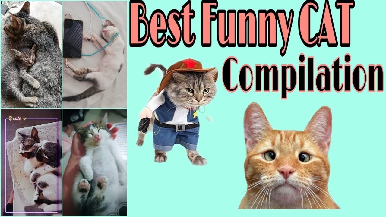 Best Funny Cat Compilation 2020 Youtube