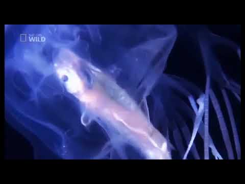 Jellyfish Eating Fish