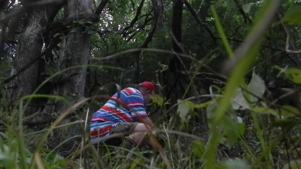 Feral Hog Hunting - Catching Piglets - YouTube