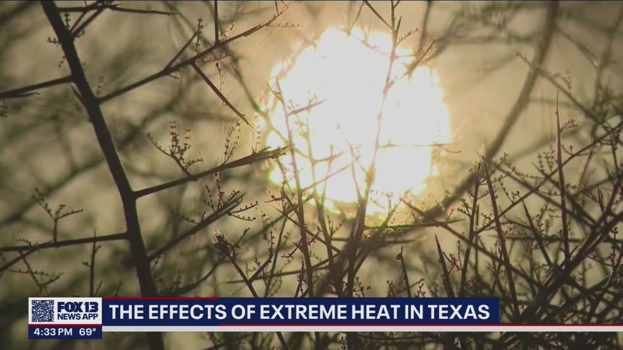 Summer heatwave: Effects of extreme heat in Texas | FOX 13 Seattle ...