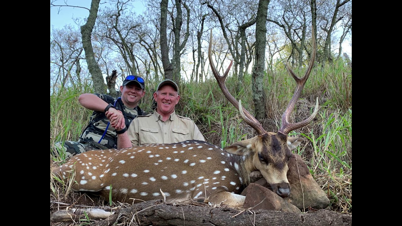 Jeff's 2019 Axis Deer in Maui - YouTube