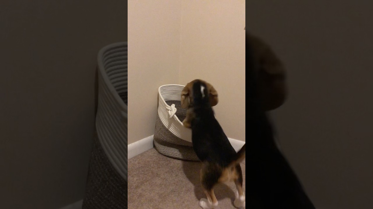 A day in the life of the cutest beagle. Help Piper pick which toy to ...