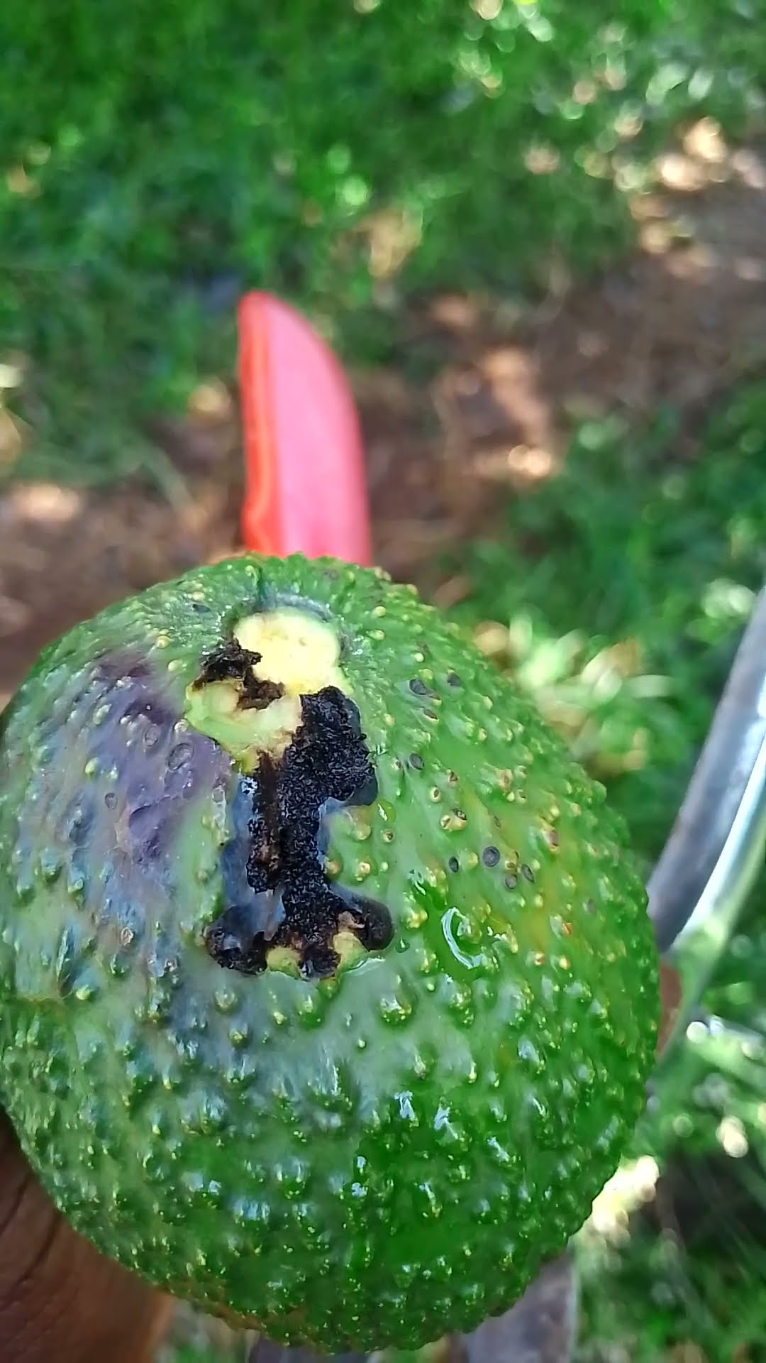 False Codling Moth(FCM) damage on Avocado - YouTube