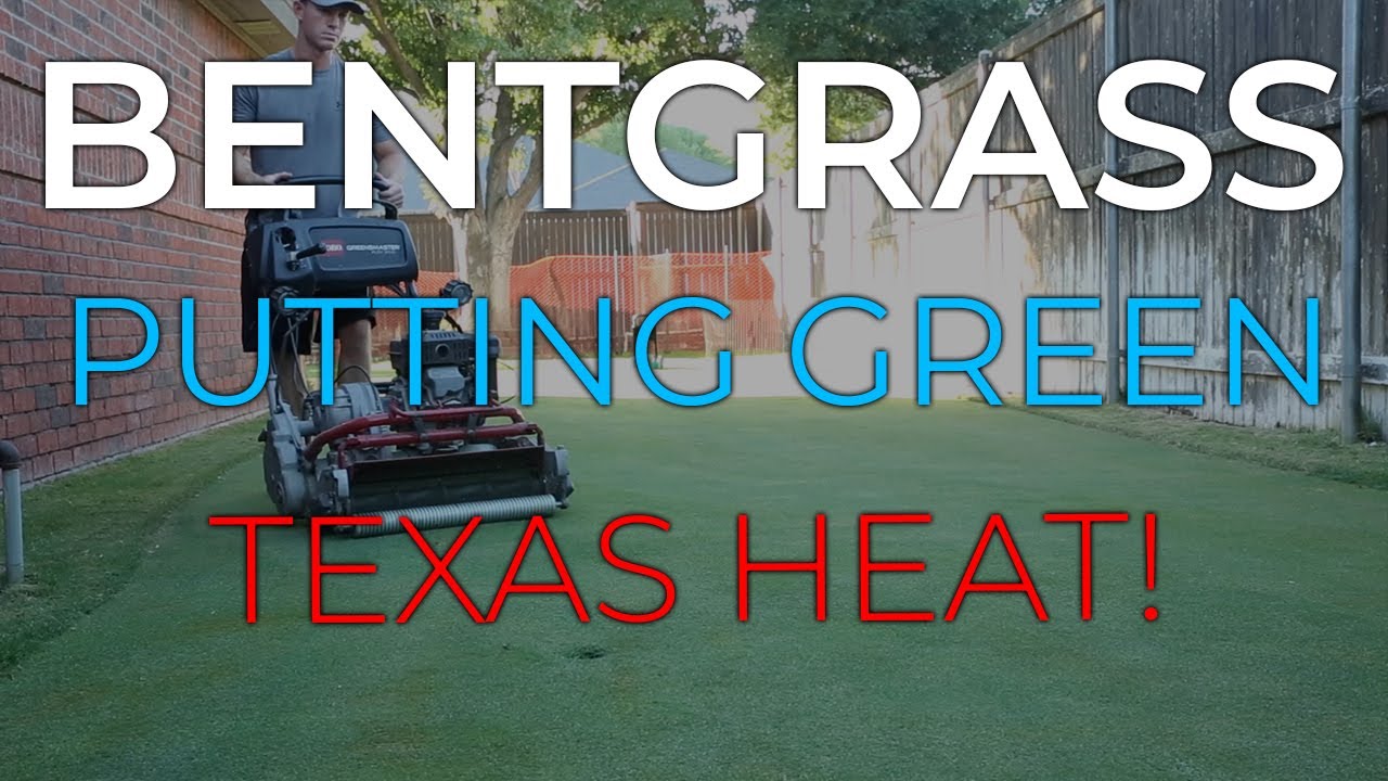Bentgrass Putting Green Heat Stress & Fertilizer - YouTube