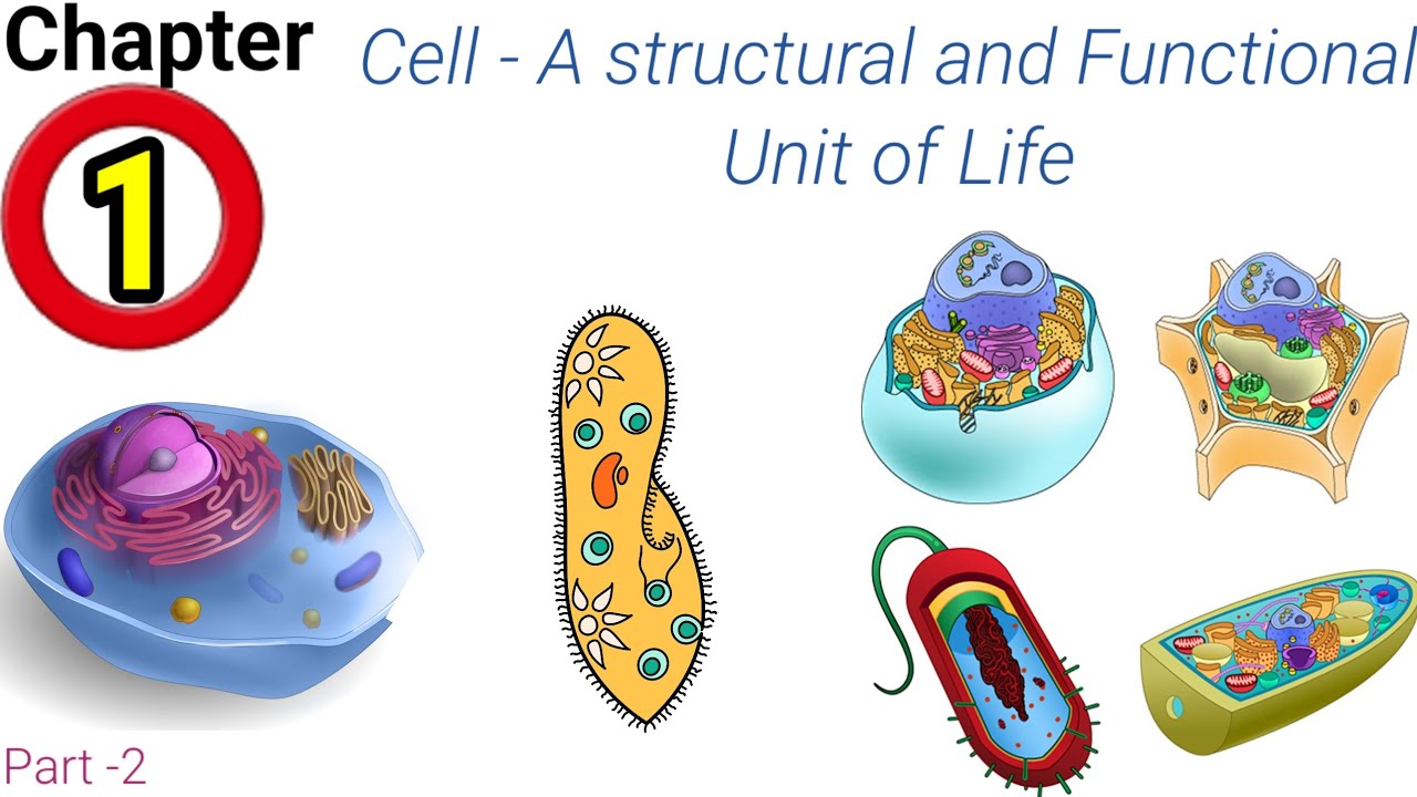 Cell - A structural and functional unit of life | Topic - Observing the ...