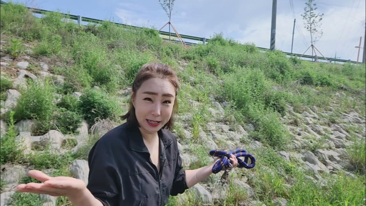 골든리트리버와 래브라도리트리버 교배종 골대더 Goldador 를 소개합니다 아직은 사춘기~~ Youtube
