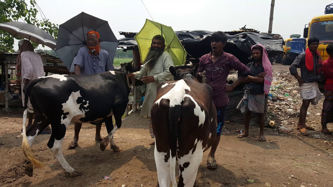 Best two cow।Holstein Friesian cow। Interview with Holstein Friesian ...