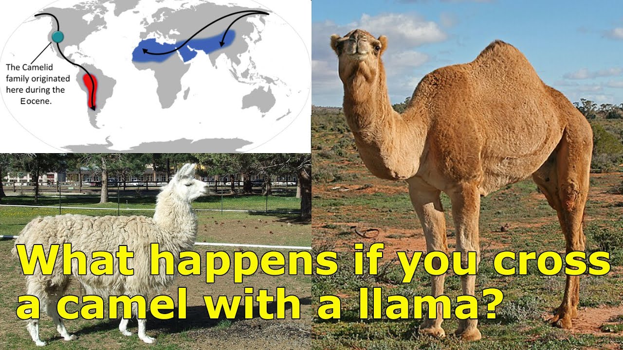 Cama: the hybrid between camel and llama that defies nature - YouTube