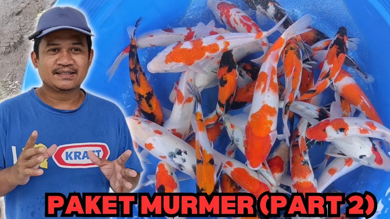 Paket Murmer Poll!!! (Part 2) Serba 200rb!!! - YouTube