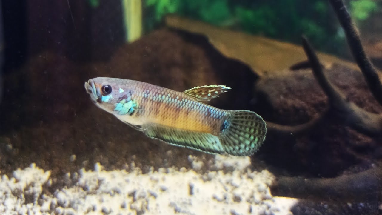 Wild betta unimaculata pallifina sp gumas - YouTube